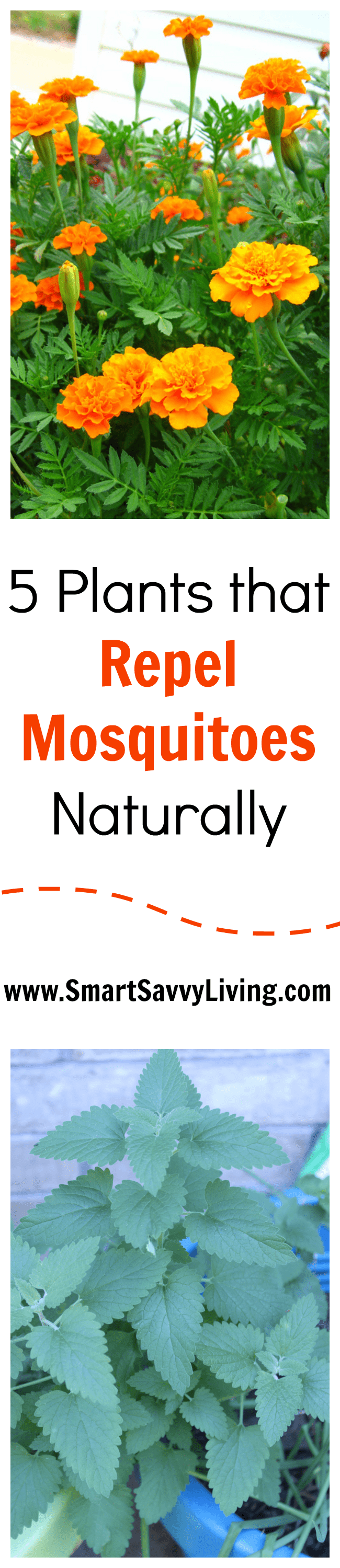 5 Plants that Help Repel Mosquitoes Naturally